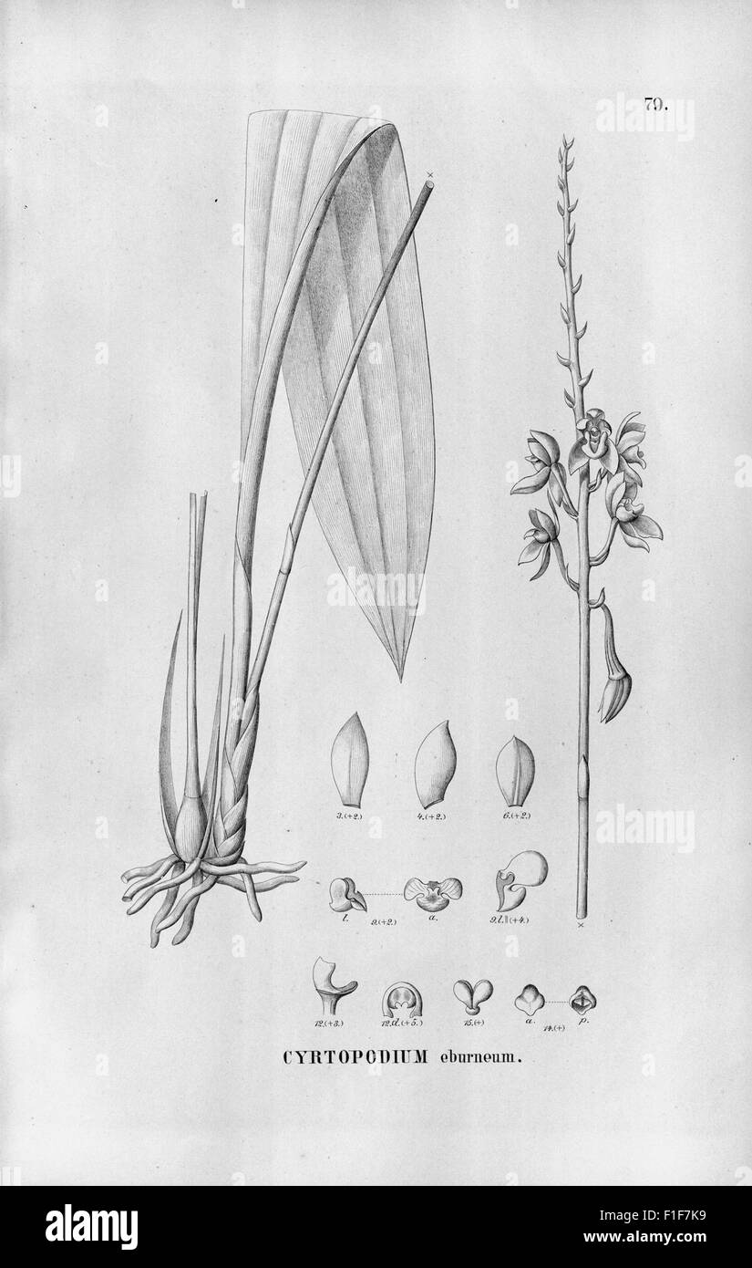 Important work in botanical Black and White Stock Photos & Images - Alamy