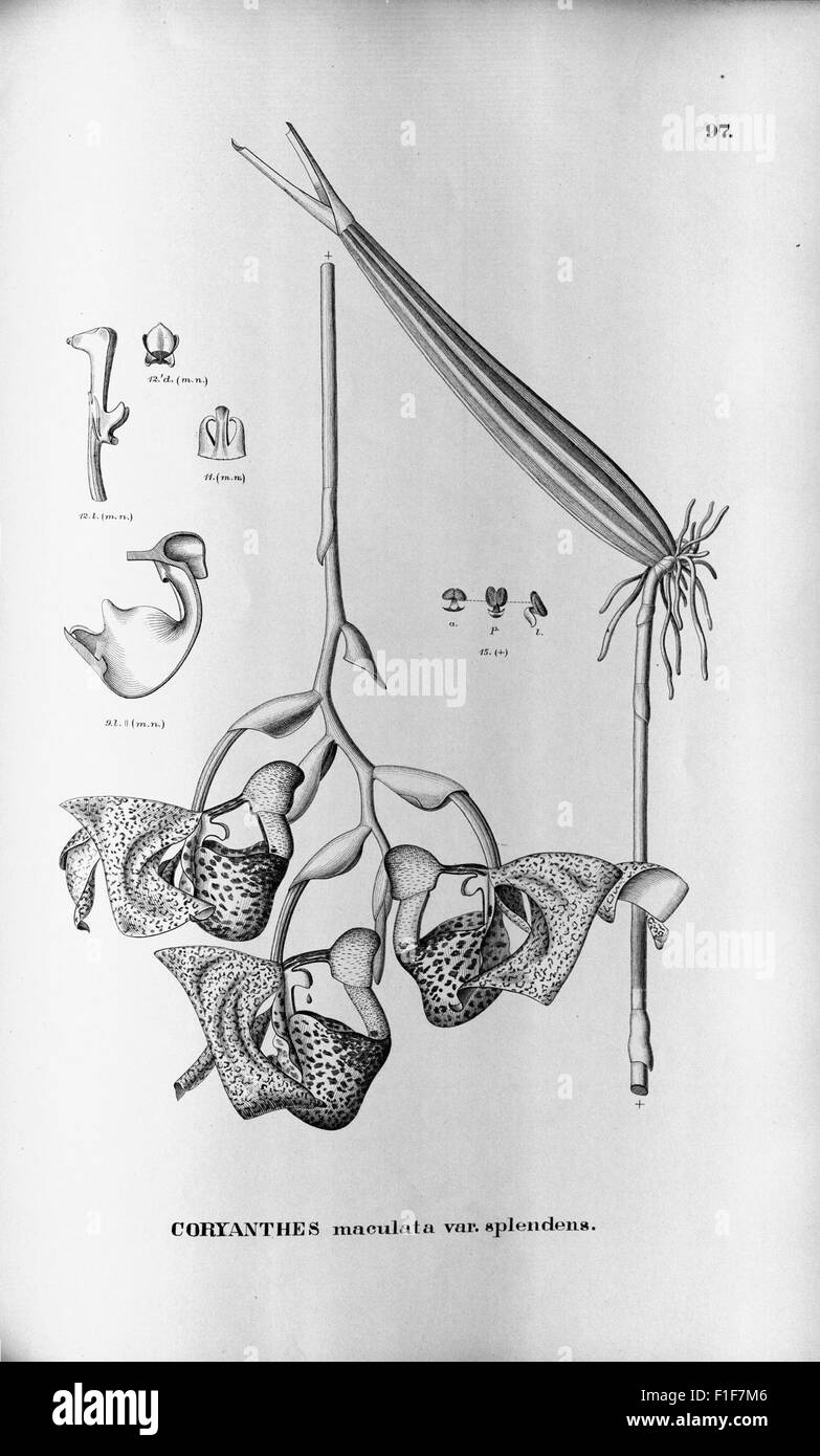 Important work in botanical Black and White Stock Photos & Images - Alamy