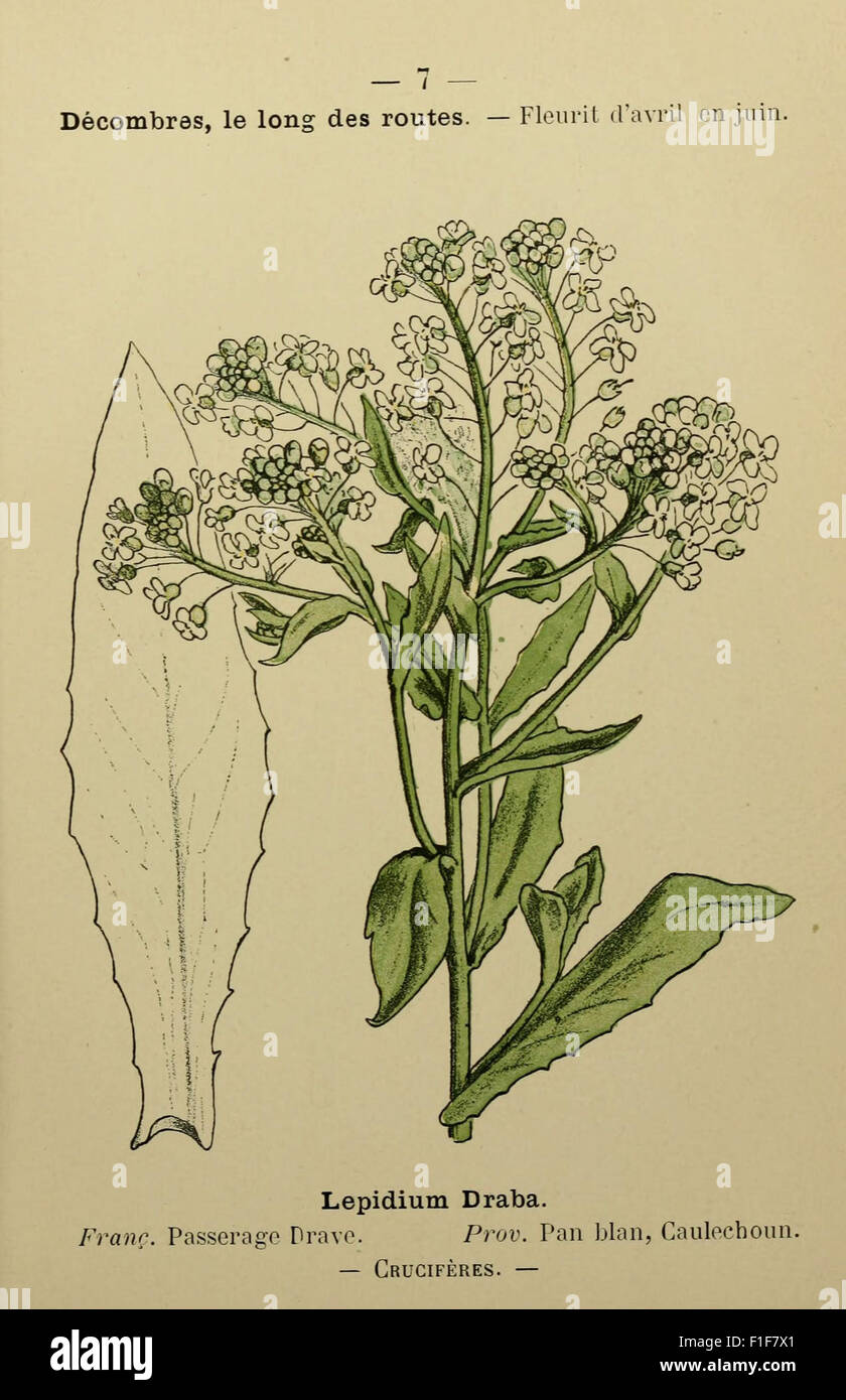 This work illustrates the flora of the Mediterranean coastline ...