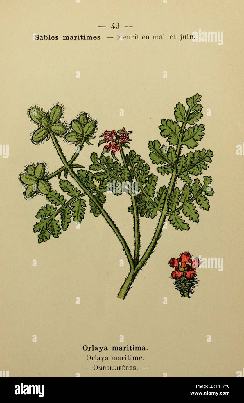 Flore coloriée de poche du littoral méditerranéen de Gênes à Barcelone ...