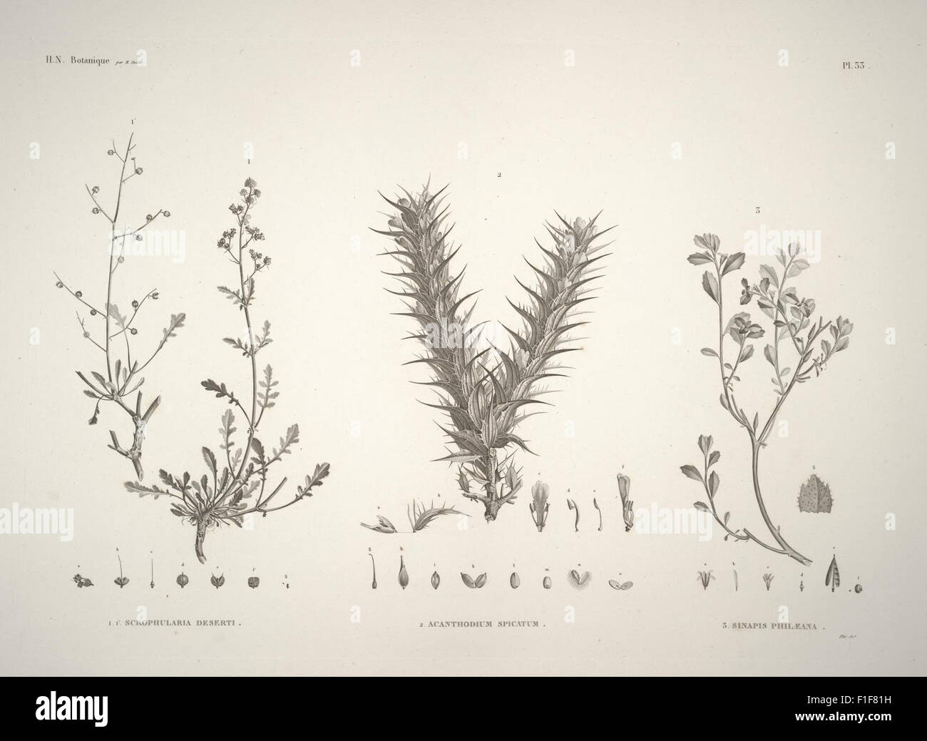 'Flore d'Egypte' is a botanical work documenting the plant species ...