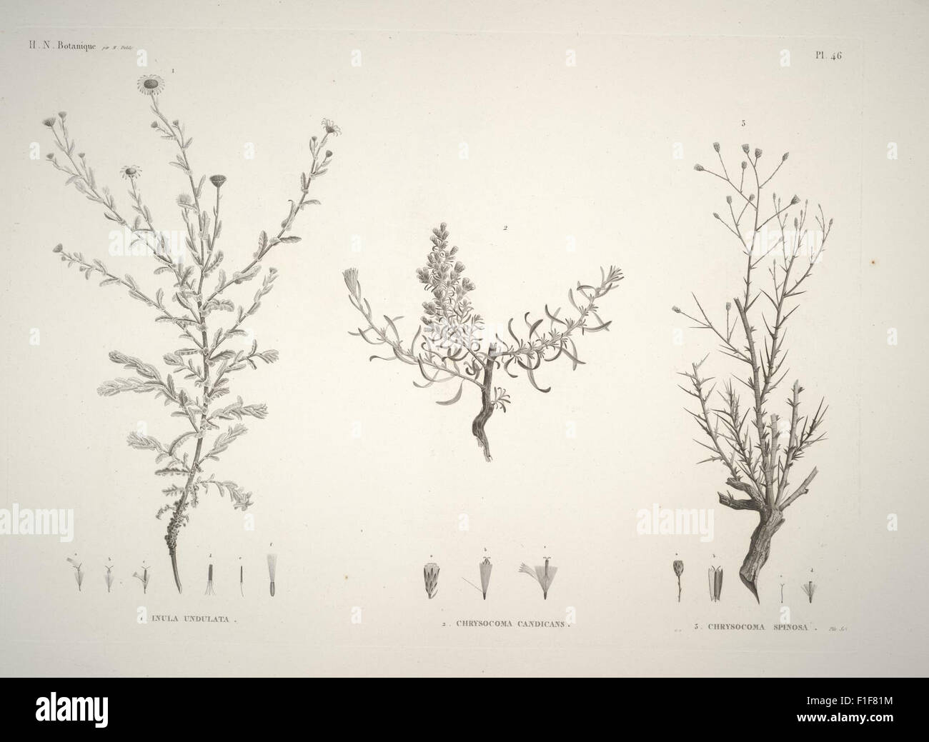 This botanical work on Egypt’s flora explores the diverse plant life ...