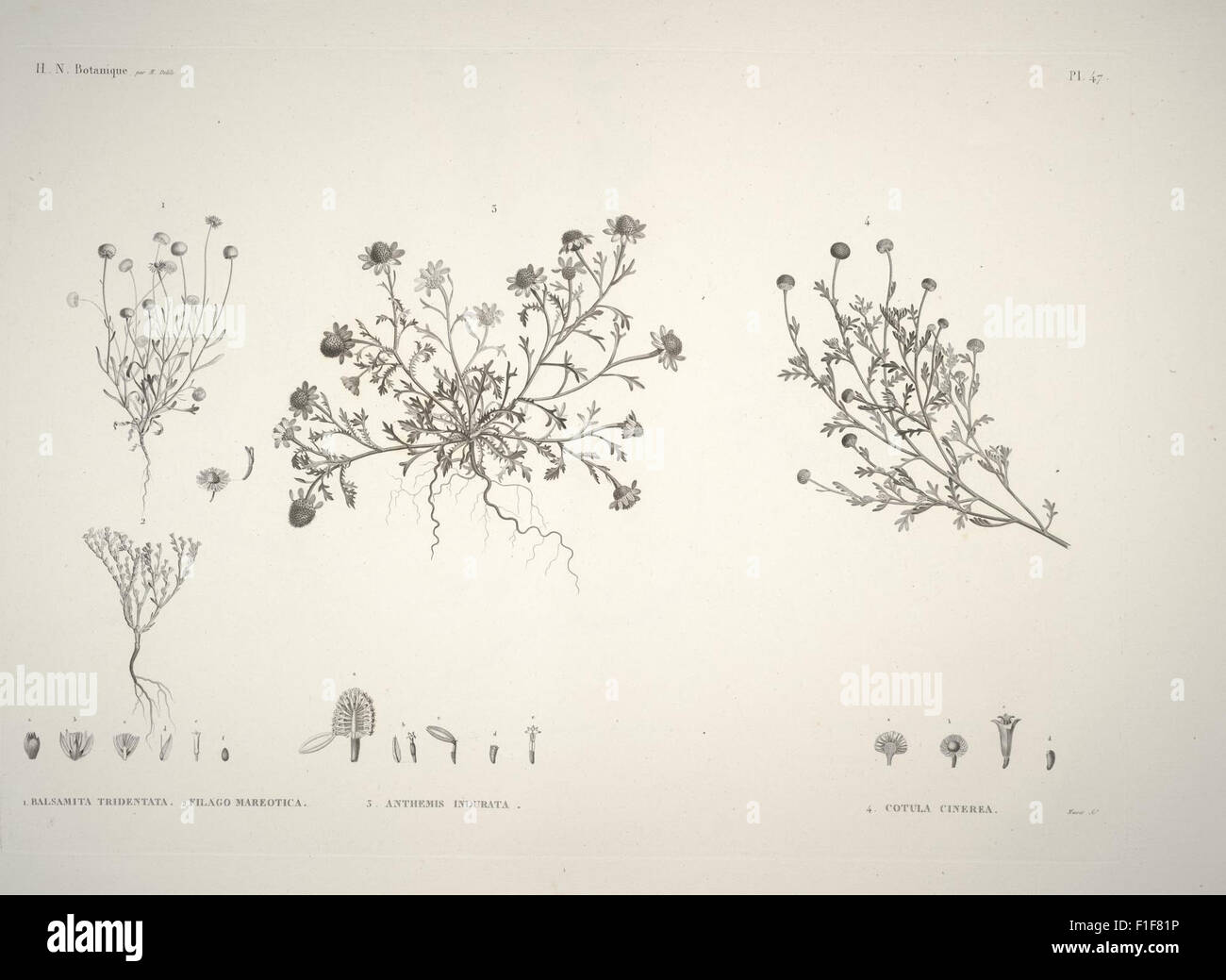 This botanical work documents the plant species of Egypt, featuring ...