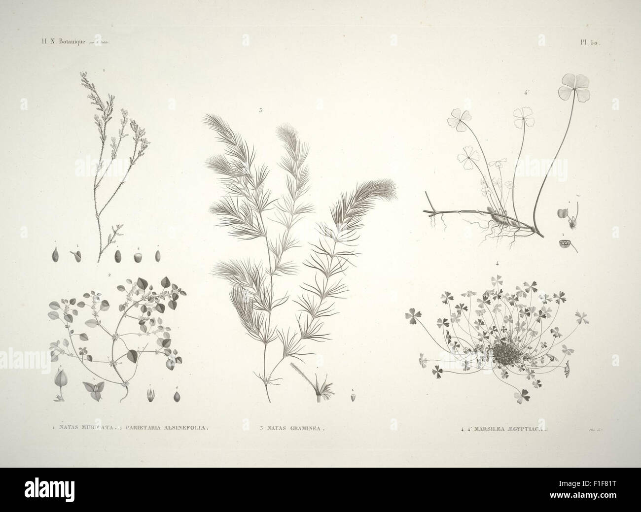 *Flore d'Egypte* is a botanical work detailing the plants of Egypt ...
