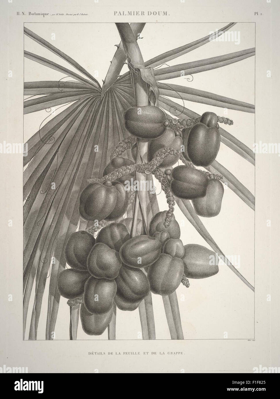 'Flore d'Egypte' is a detailed botanical work documenting the plant ...