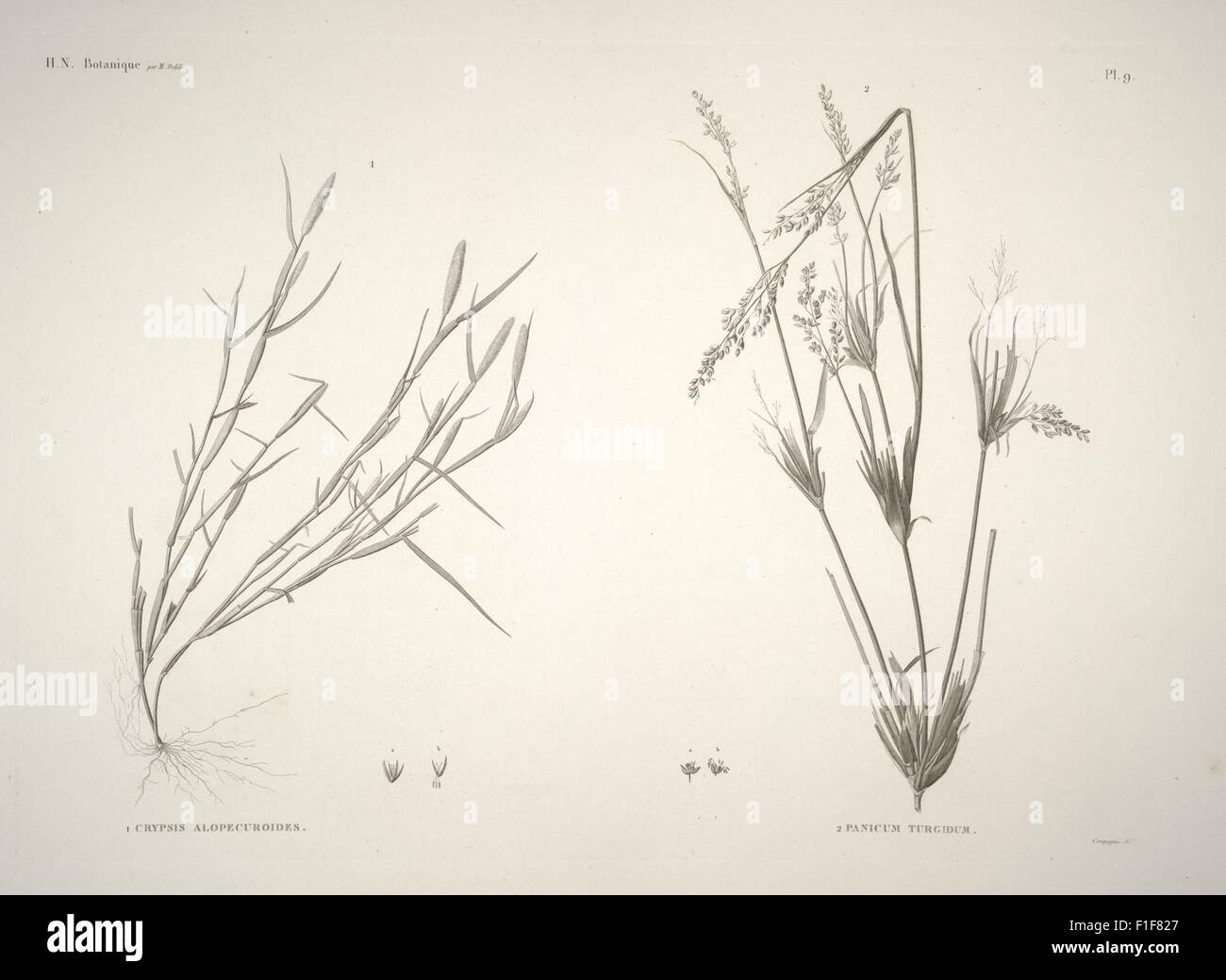 'Flore d'Egypte' presents a comprehensive study of the plant life of ...