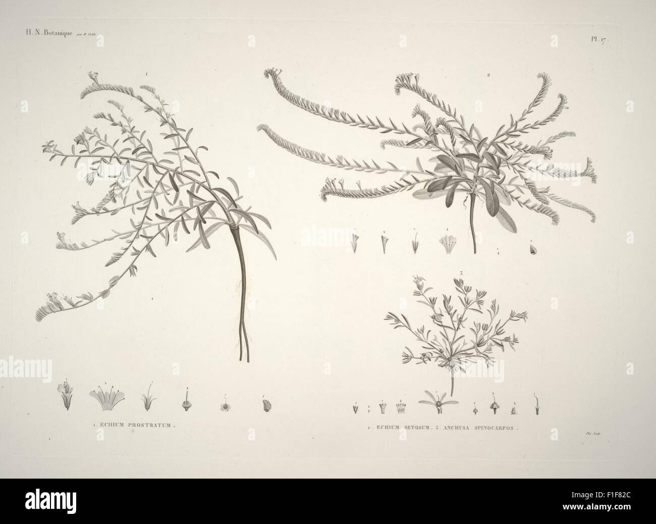 A botanical work documenting the plant species of Egypt, featuring ...