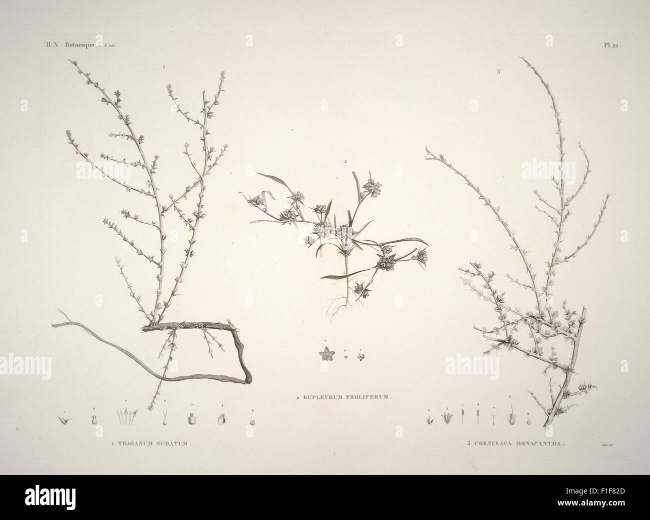 'Flore d'Egypte' documents the diverse plant life of Egypt. This ...