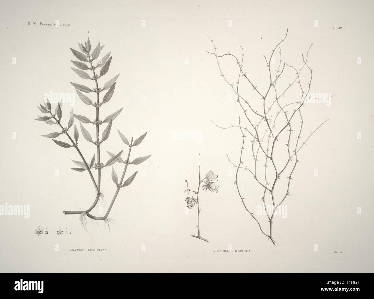 An illustration from 'Flore d'Egypte,' a botanical work detailing the ...