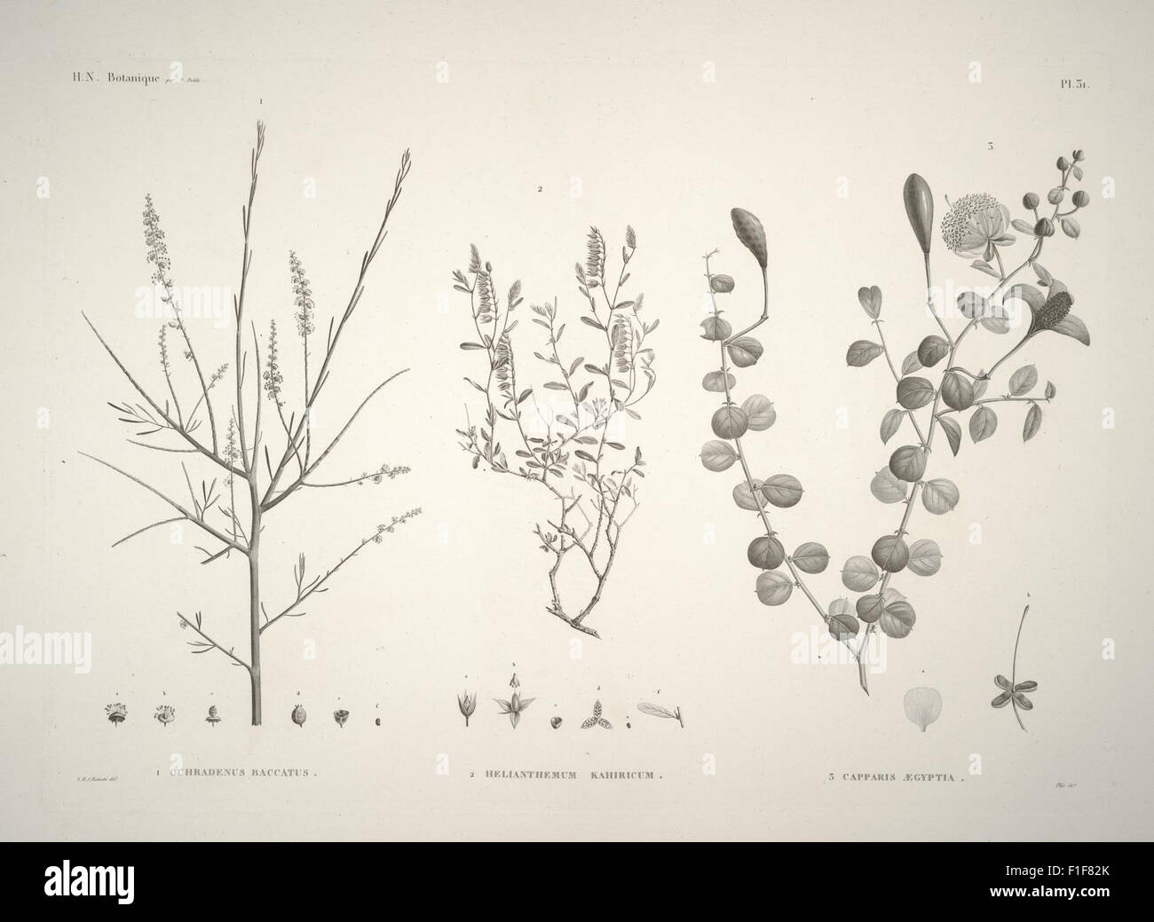 This botanical work details the flora of Egypt, providing illustrations ...