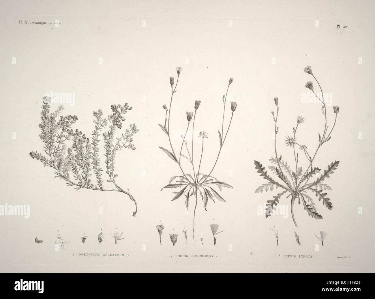 'Flore d'Egypte' is a botanical work documenting the plant species of ...