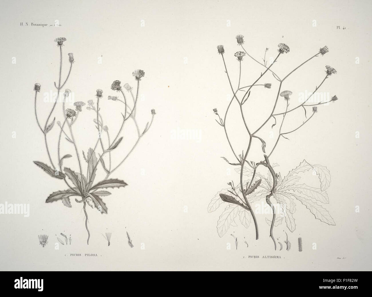 *Flore d'Egypte* is a comprehensive botanical work that documents the ...