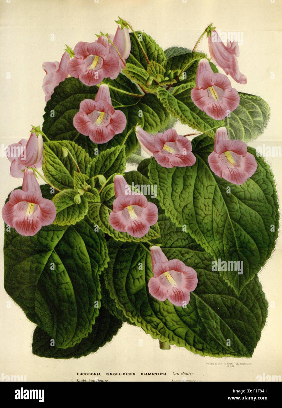 This botanical work showcases the plants found in European greenhouses ...