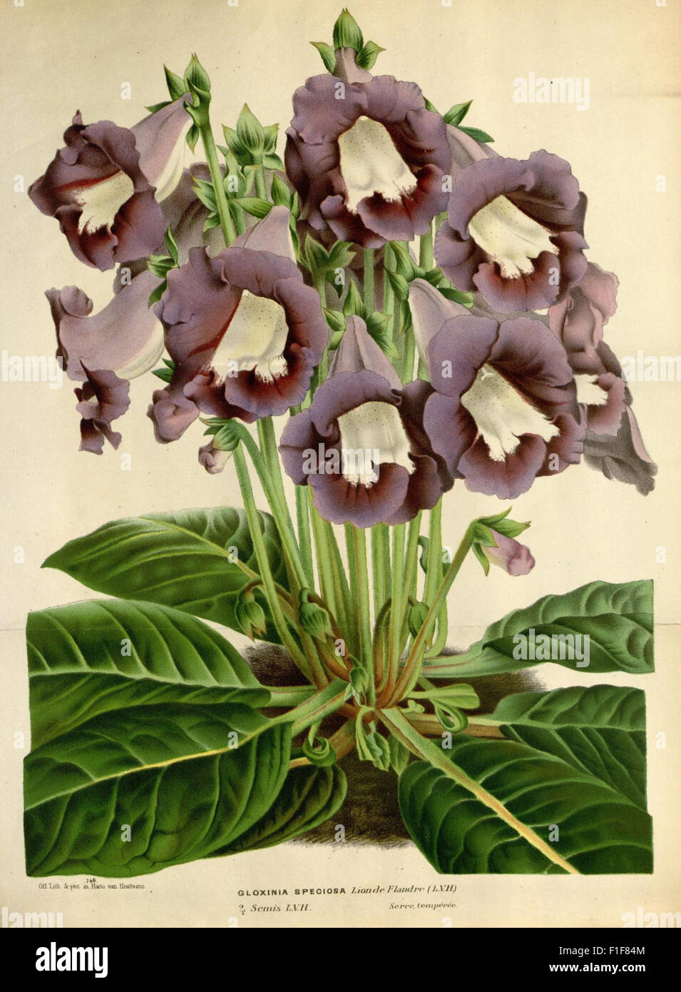 An illustration from a vintage botanical work on the flora of European ...