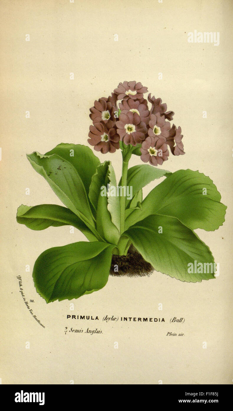 This work showcases the flora from European greenhouses and gardens ...