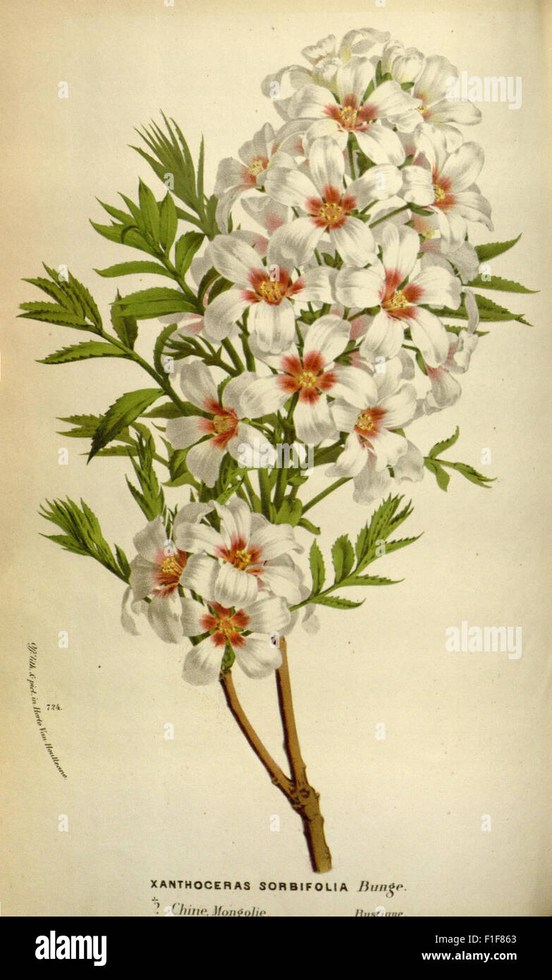 A botanical work focusing on European plants, with illustrations and ...