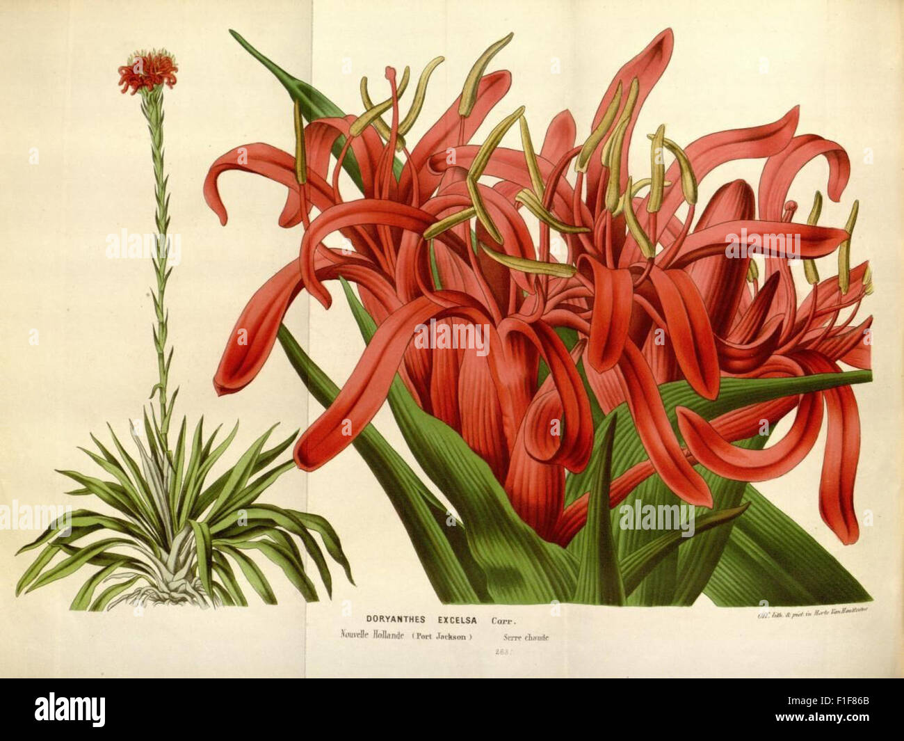 This botanical work features a comprehensive collection of plants from ...