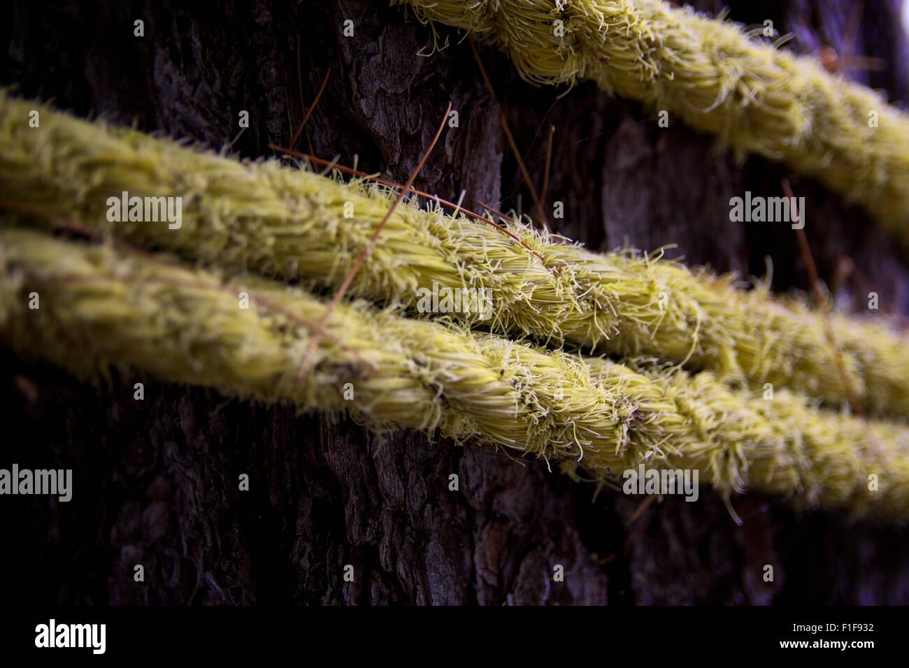 Old rope wrapped around a tree Stock Photo - Alamy