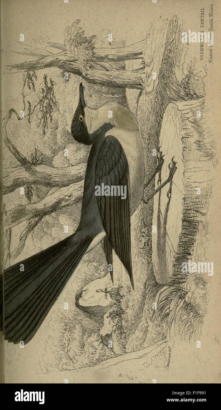 A vintage work focused on flycatcher birds, specifically species from ...