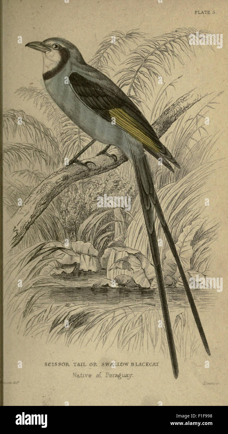This historical work focuses on the flycatcher species between 1708 and ...