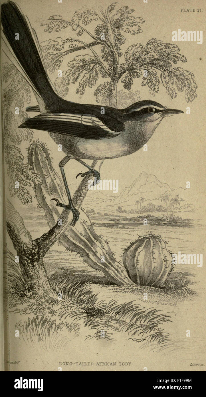 This work from 1708-1777 illustrates various species of flycatchers ...