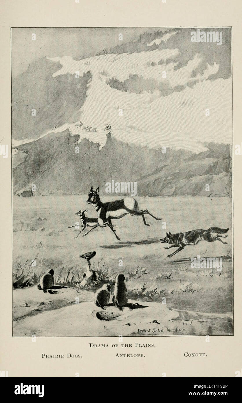 Four footed americans hi-res stock photography and images - Alamy