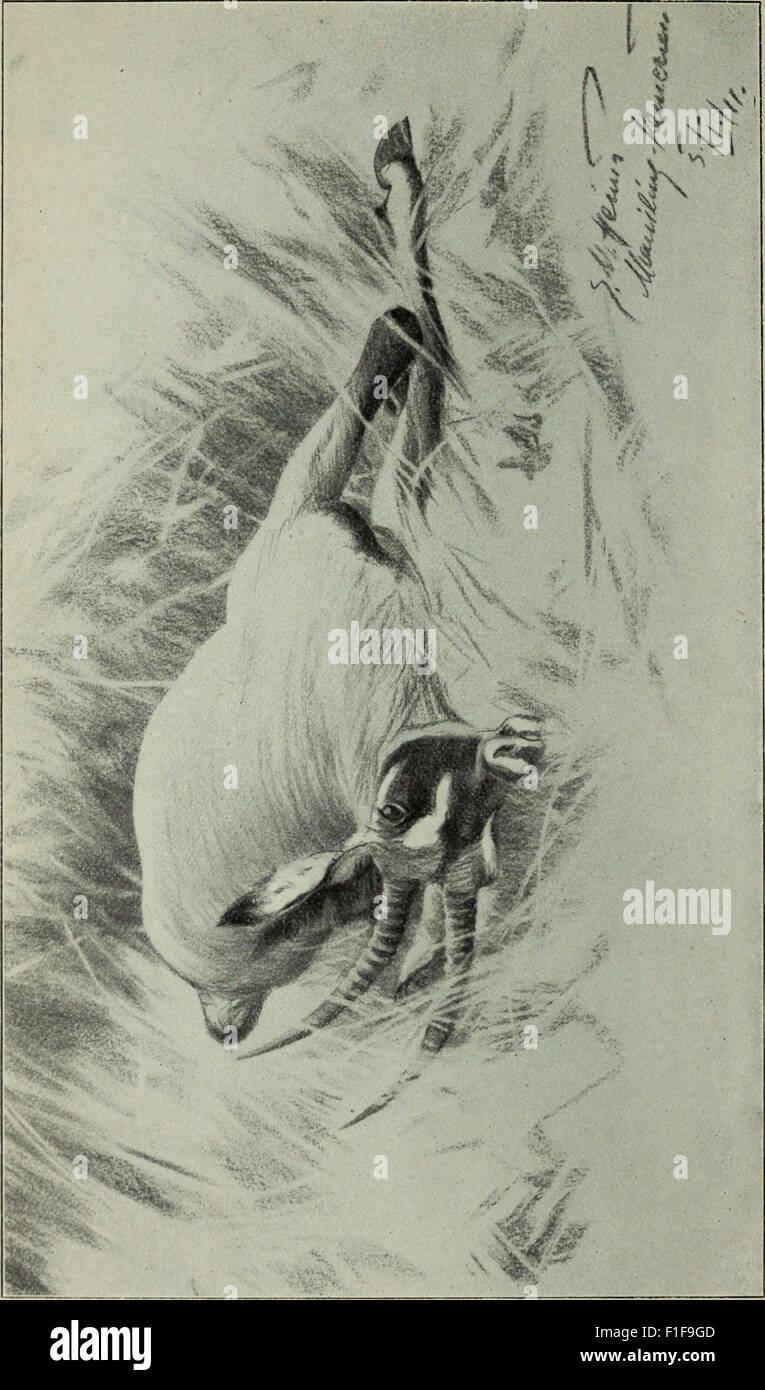 This account details the German Central African Expedition of 1910-1911 ...