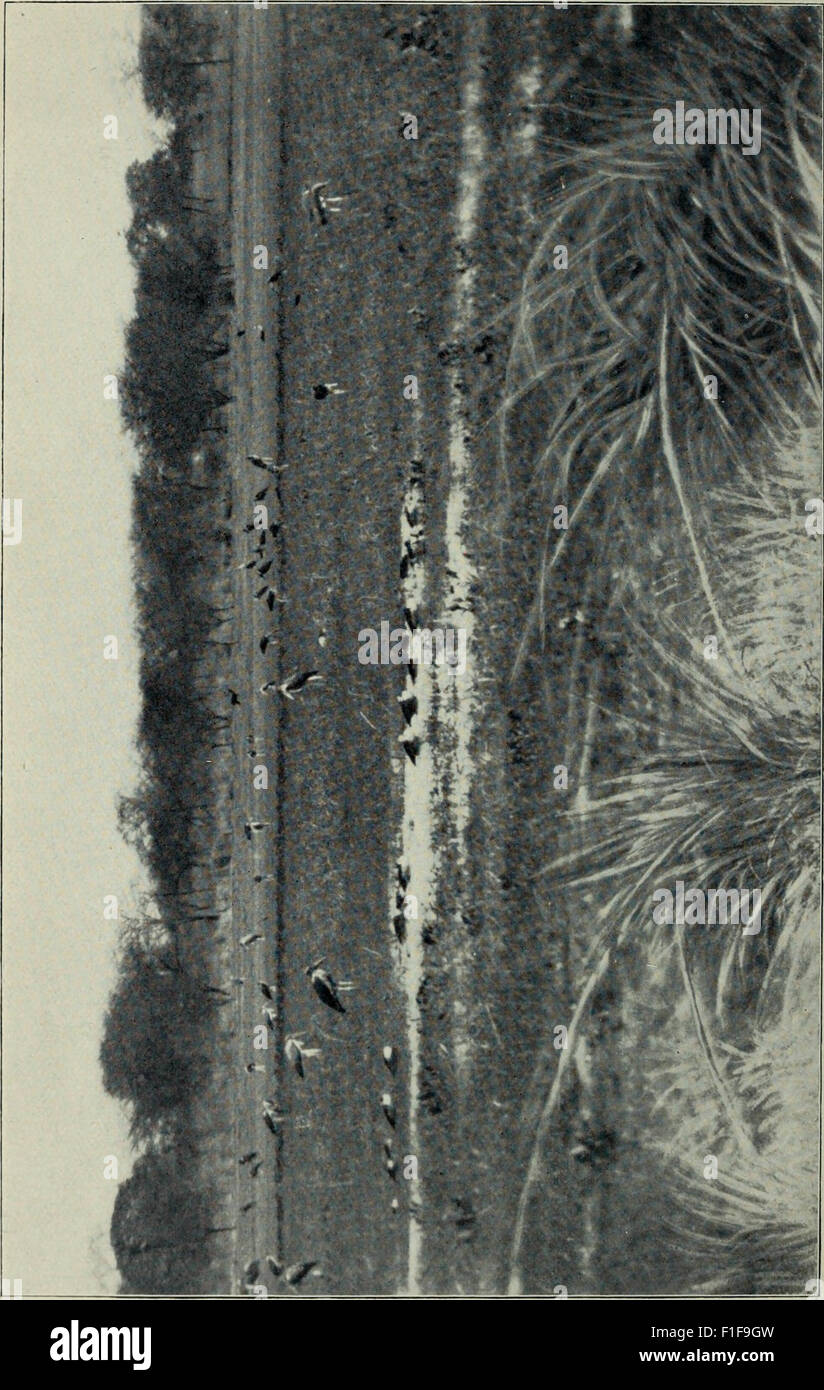 This 1913 account details the German Central African expedition to ...