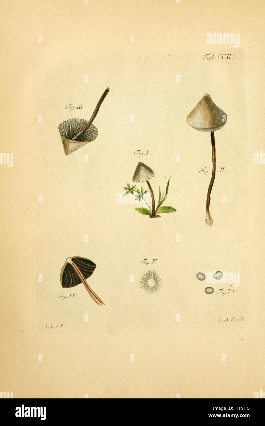 This work offers detailed illustrations of fungi native to Bavaria and ...