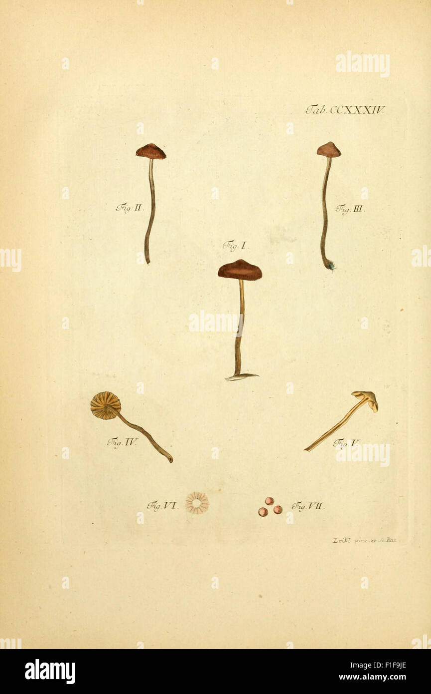 This work features color illustrations of fungi native to Bavaria and ...