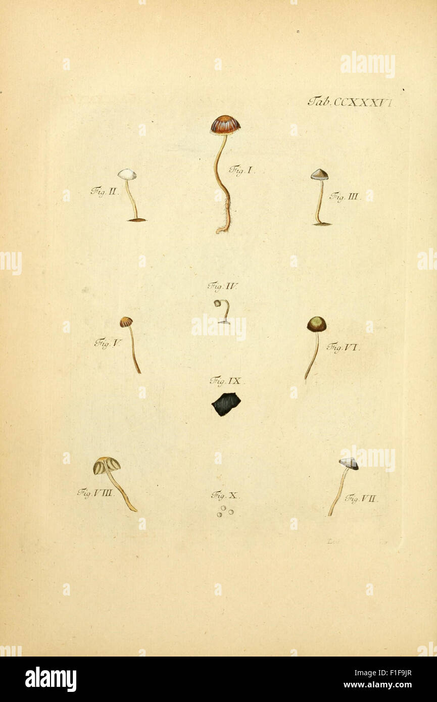 This work features illustrations of fungi found in Bavaria and the ...
