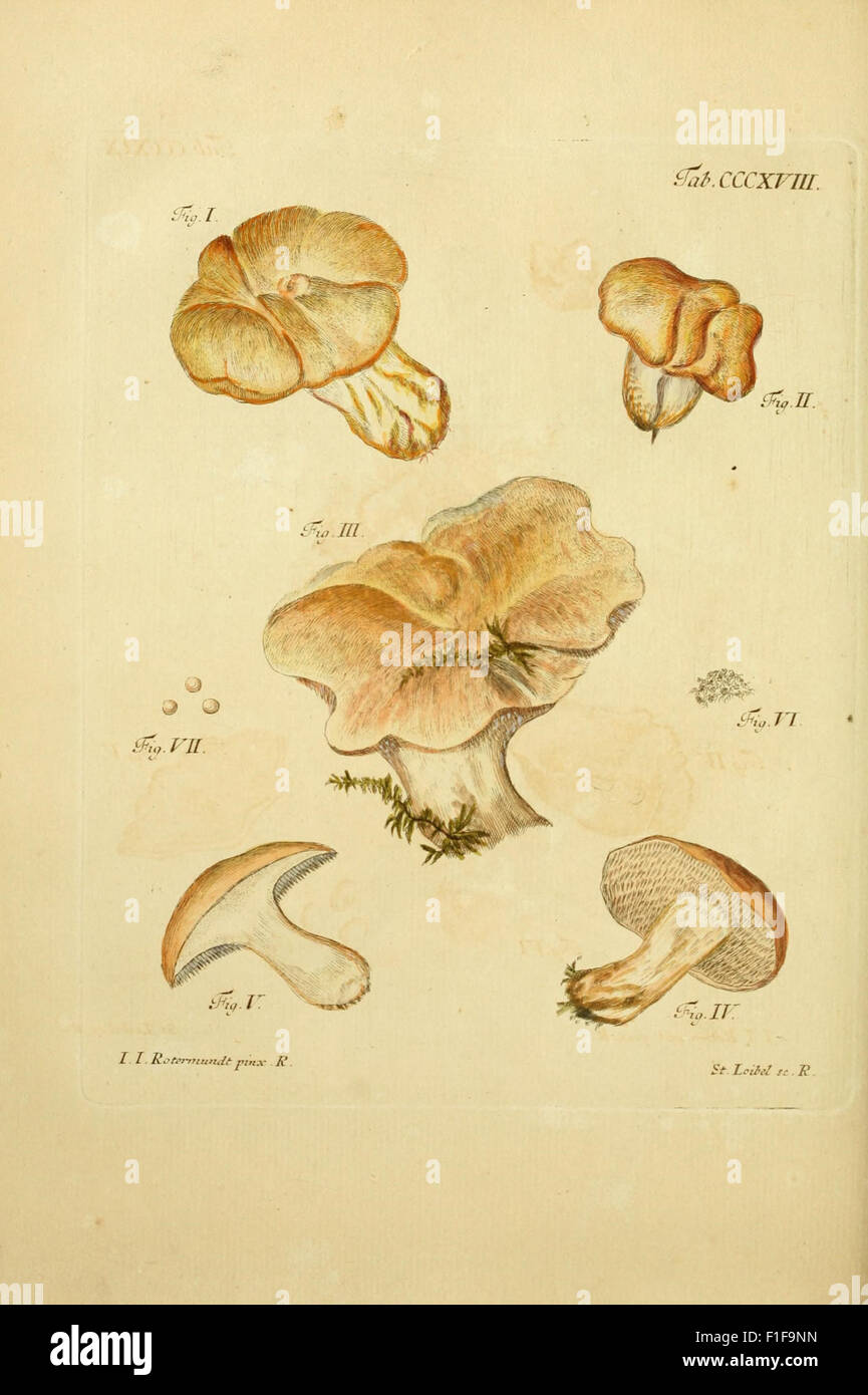 A botanical work illustrating fungi species found in Bavaria and the ...