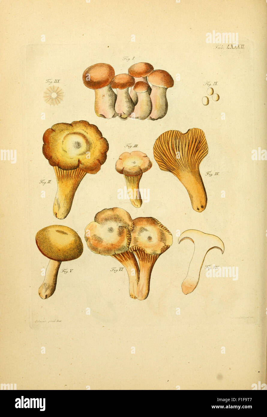 This work features color illustrations of fungi species found in the ...