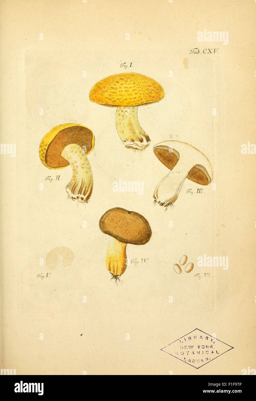 This work showcases native fungi species found in Bavaria and ...