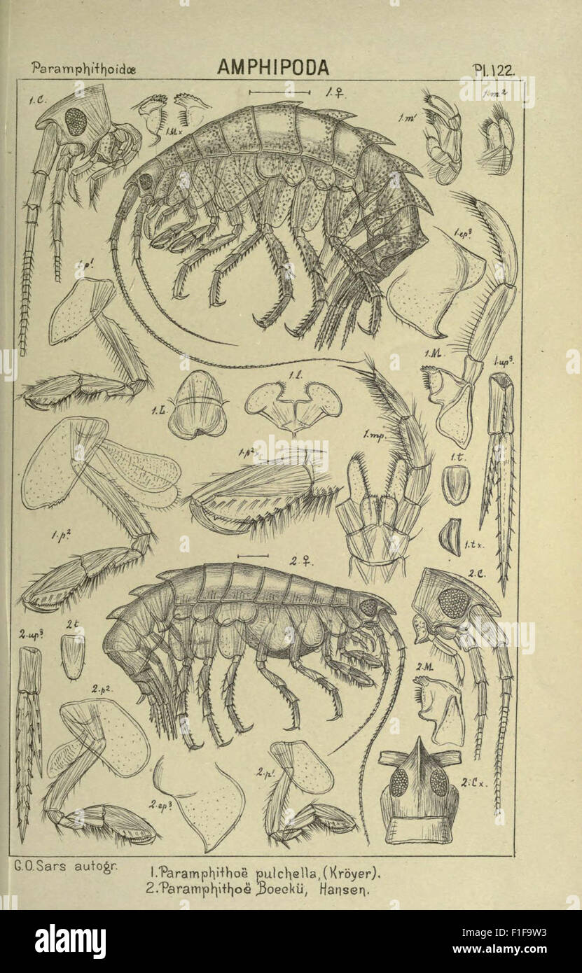 This early 20th-century work provides a detailed account of the ...