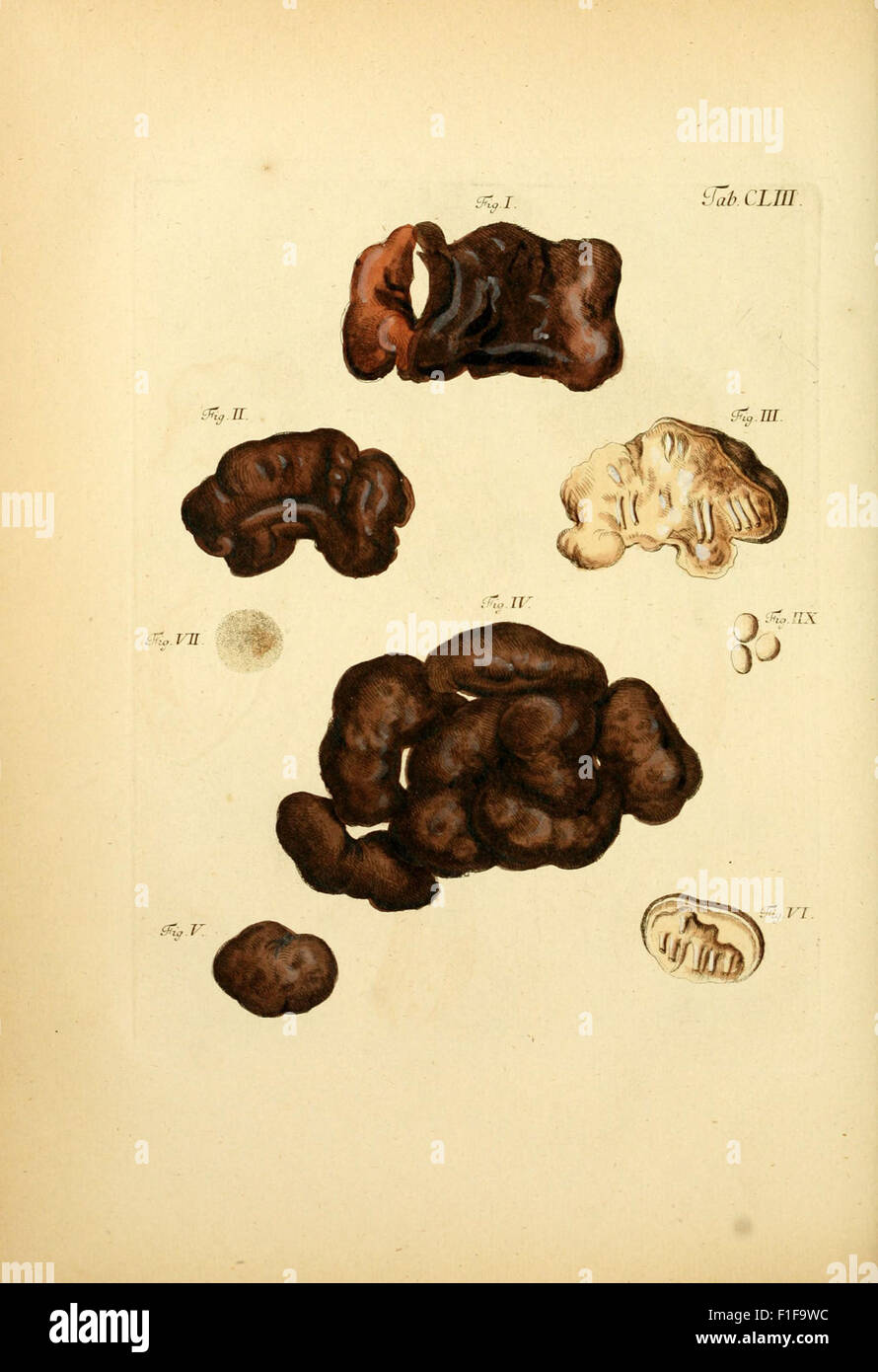 Historical significance in mycological studies hi-res stock photography ...