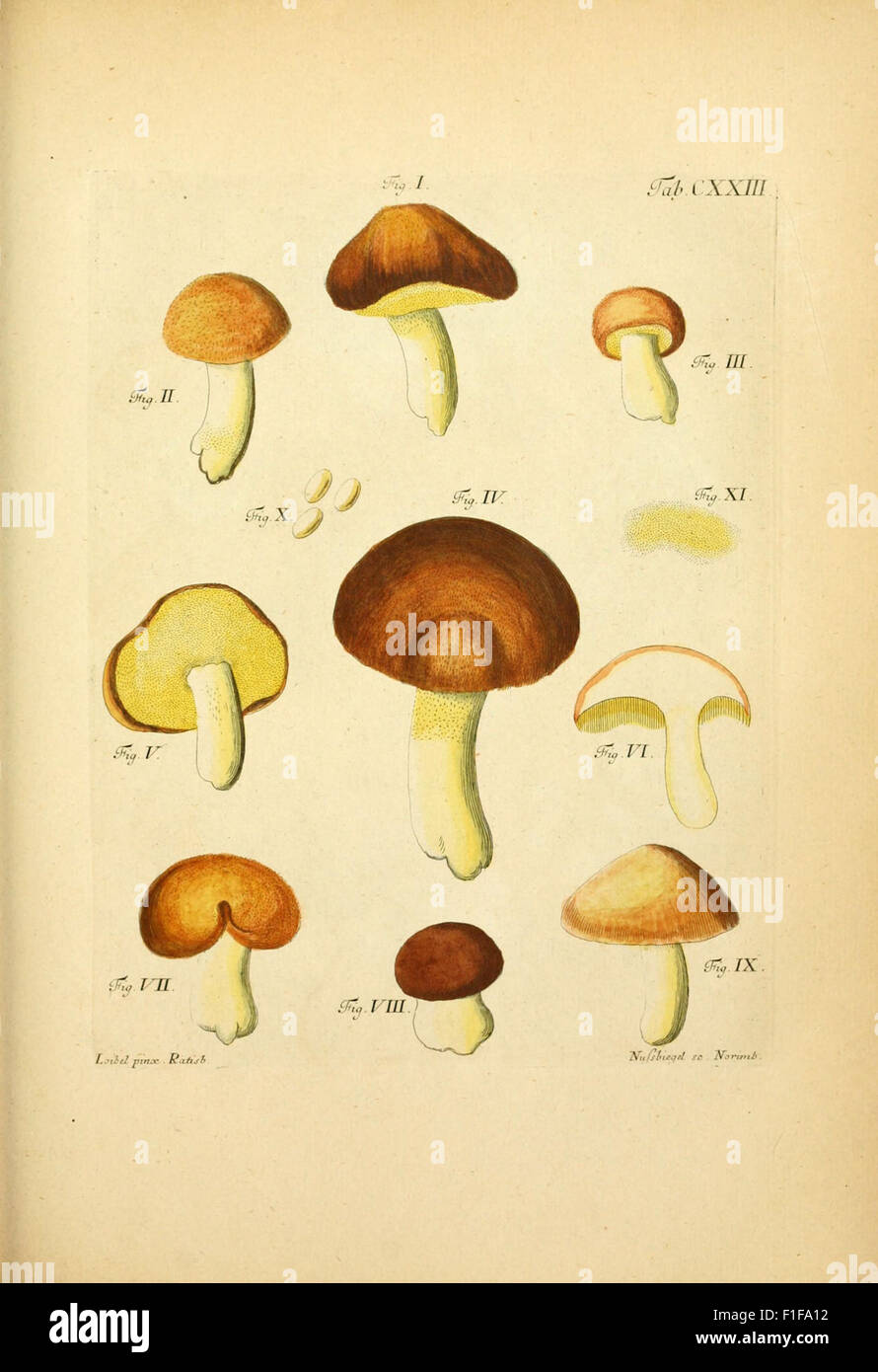 This work features color illustrations of fungi native to Bavaria and ...