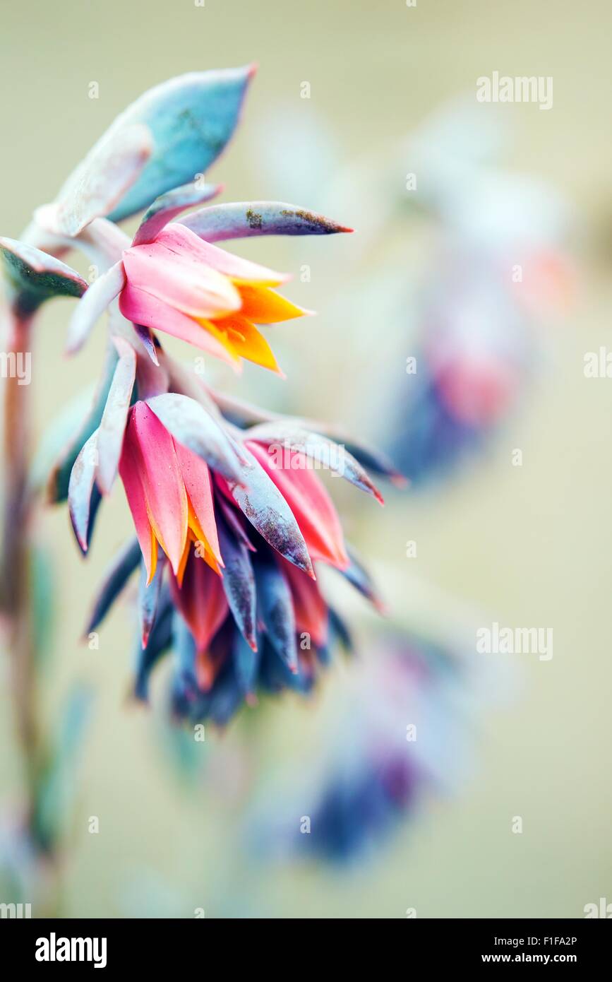 Colorful Tiny Flowers in Macro Photography. Botanic Theme Stock Photo ...
