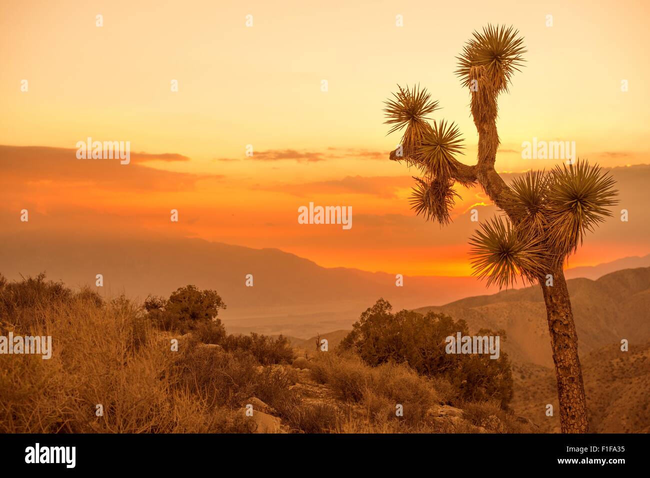 Scenery nature joshua tree hi-res stock photography and images - Alamy