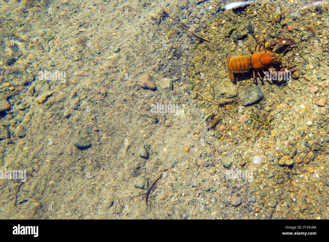 American Signal Crayfish. Crayfish in the River Water. Mini Lobster ...