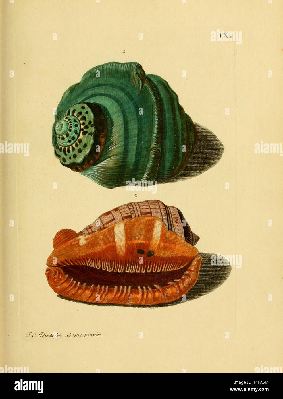 This 18th-century work features illustrations of various shells and ...