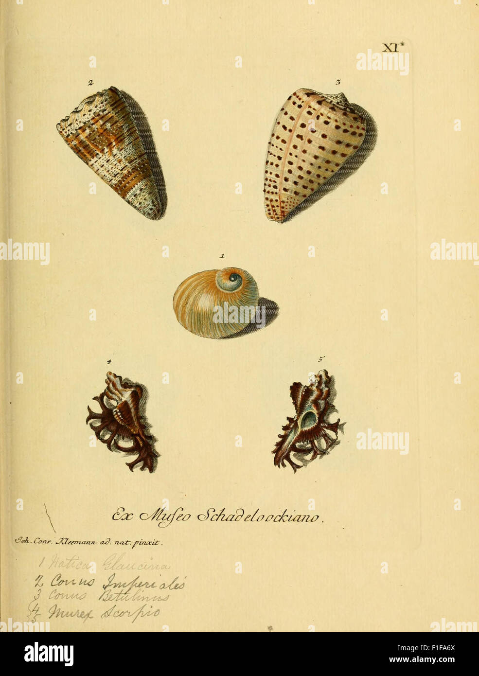 G.W. Knorr's work presents highly detailed illustrations of shells and ...