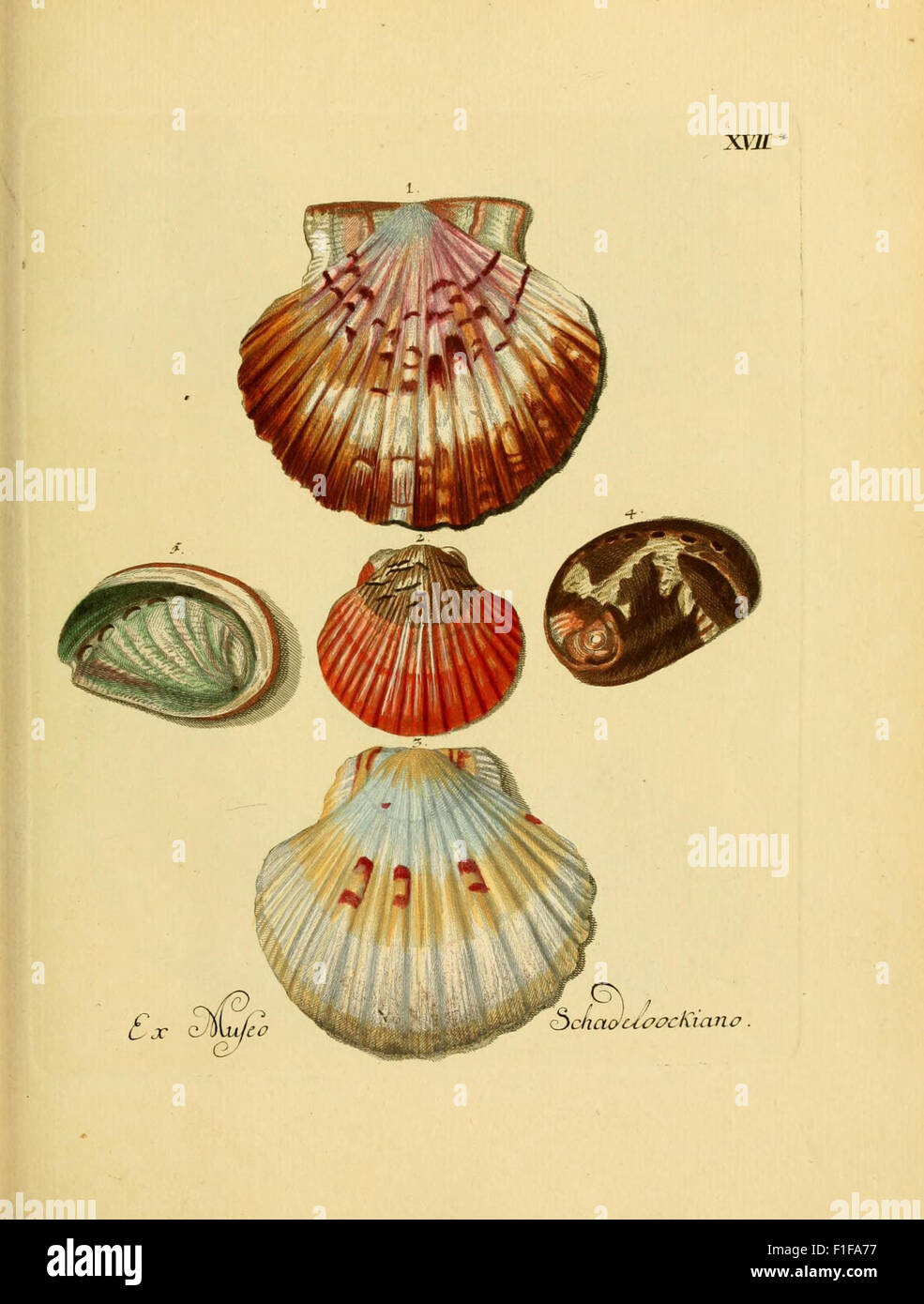 This early work features illustrations of various seashells and horns ...