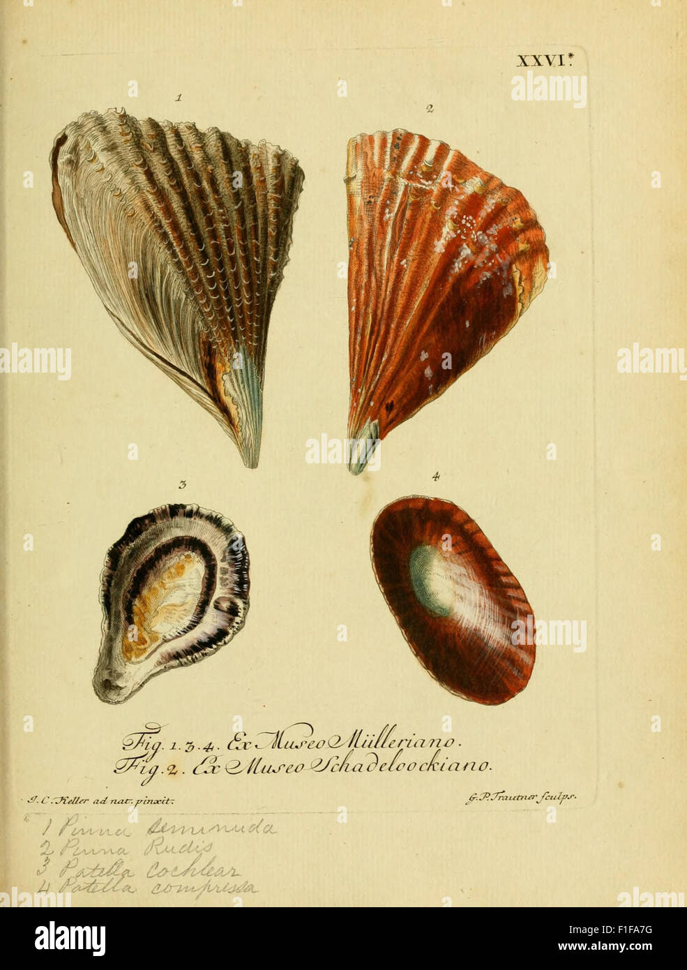 This work by G.W. Knorr showcases detailed and colorful illustrations ...