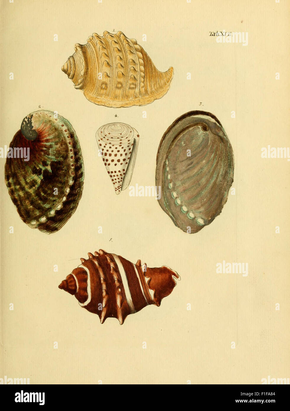 This 18th-century work by G. W. Knorr offers a collection of ...