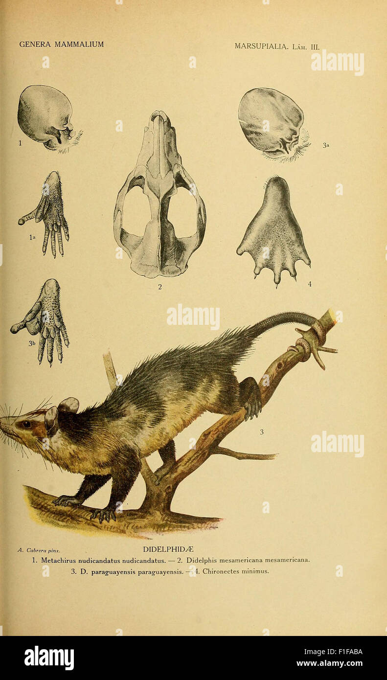 The book 'Genera Mammalium' presents the classification of mammal ...