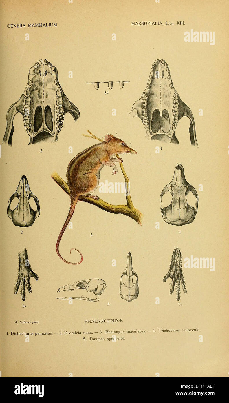 'Genera Mammalium' is a systematic work on the classification of ...