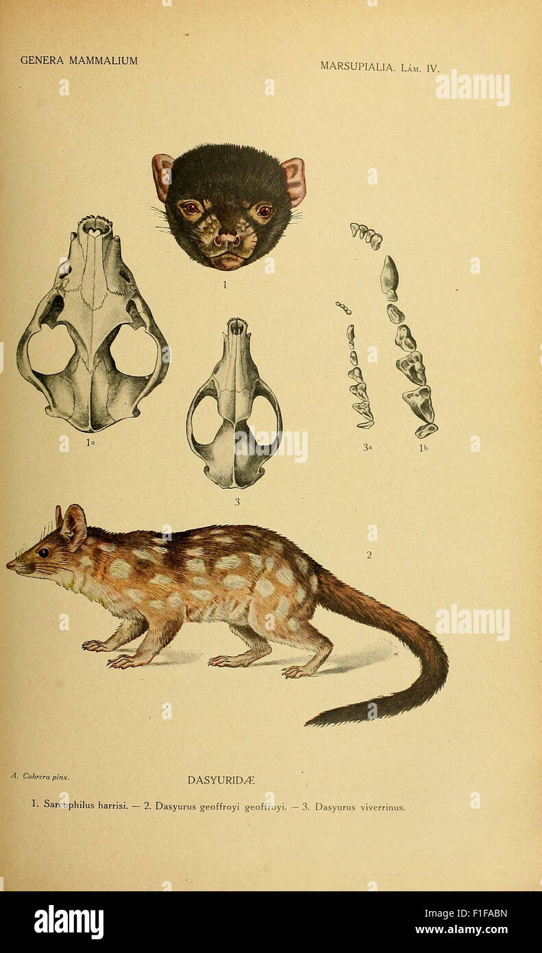 'Genera Mammalium' is a classic work on the classification of mammals. It provides detailed ...