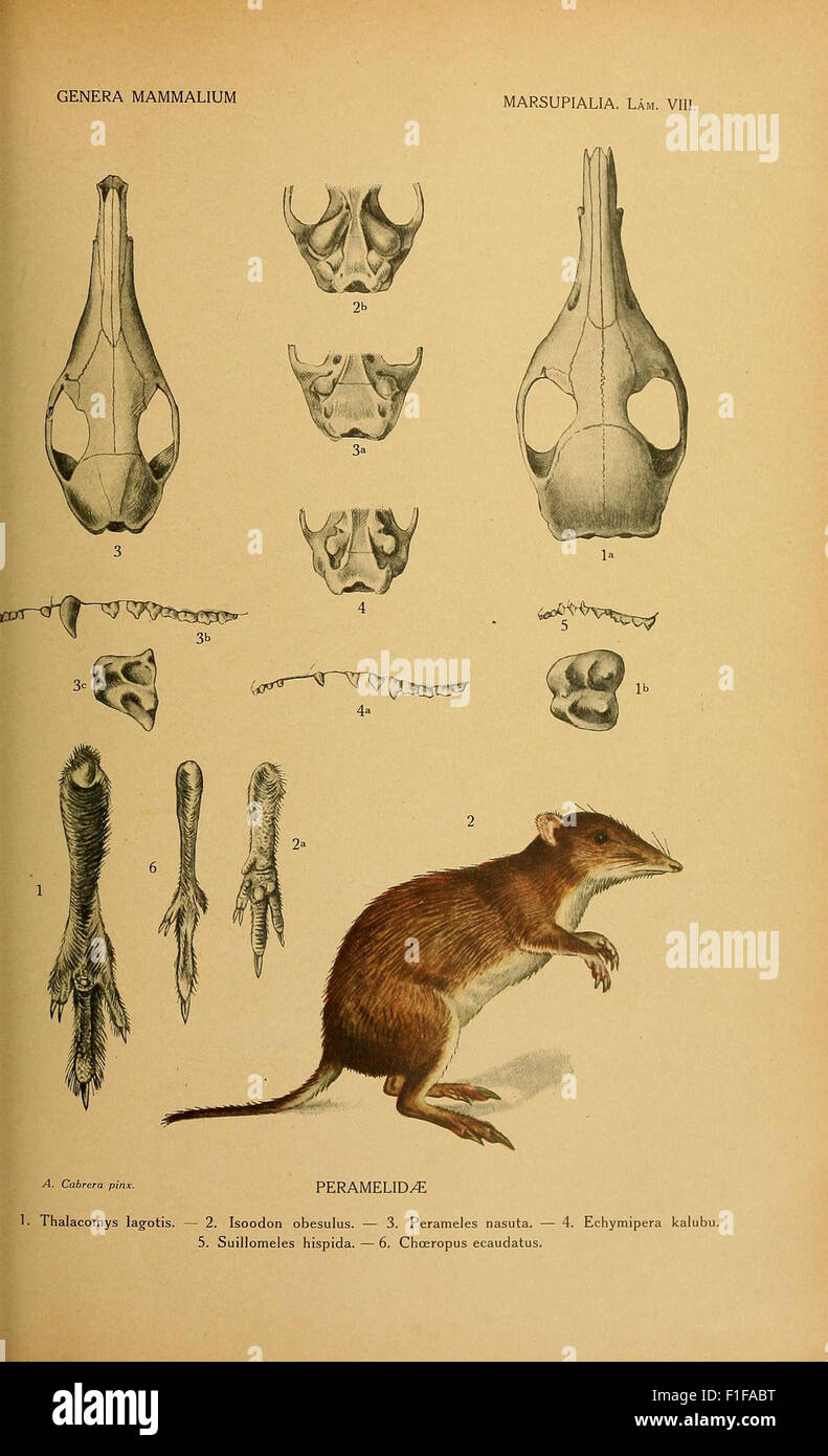 'Genera Mammalium' is an early zoological work that describes various ...