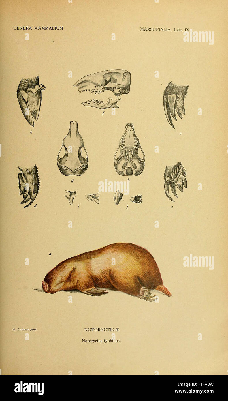 This historical work provides a detailed classification of mammals ...